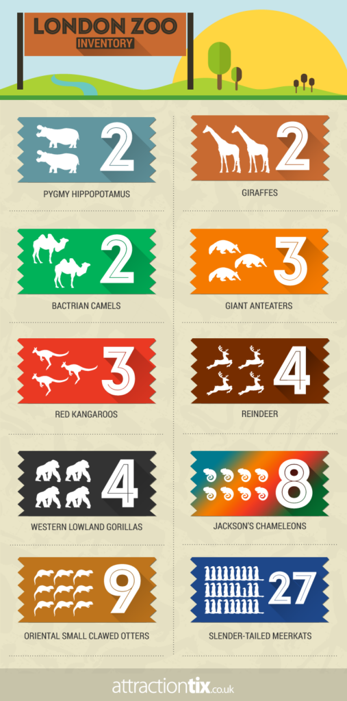 What Animals are at London Zoo? - AttractionTix Blog